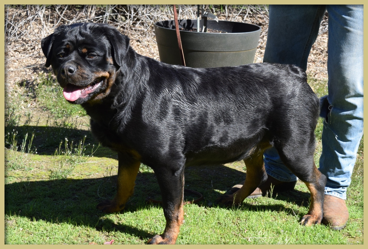 AKC Female Rottweilers for Sale Sacramento CA | Vom Hognadottirs