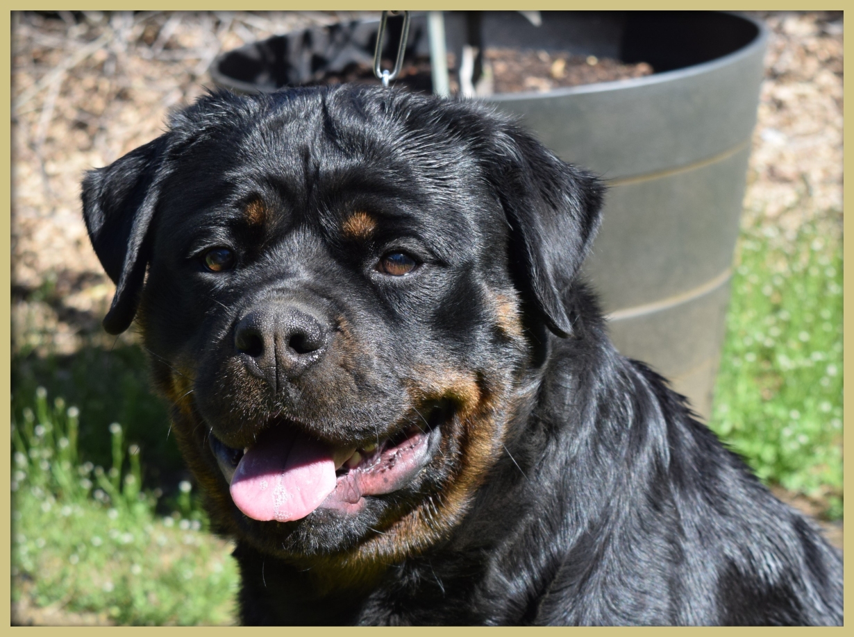 AKC Female Rottweilers for Sale Sacramento CA | Vom Hognadottirs